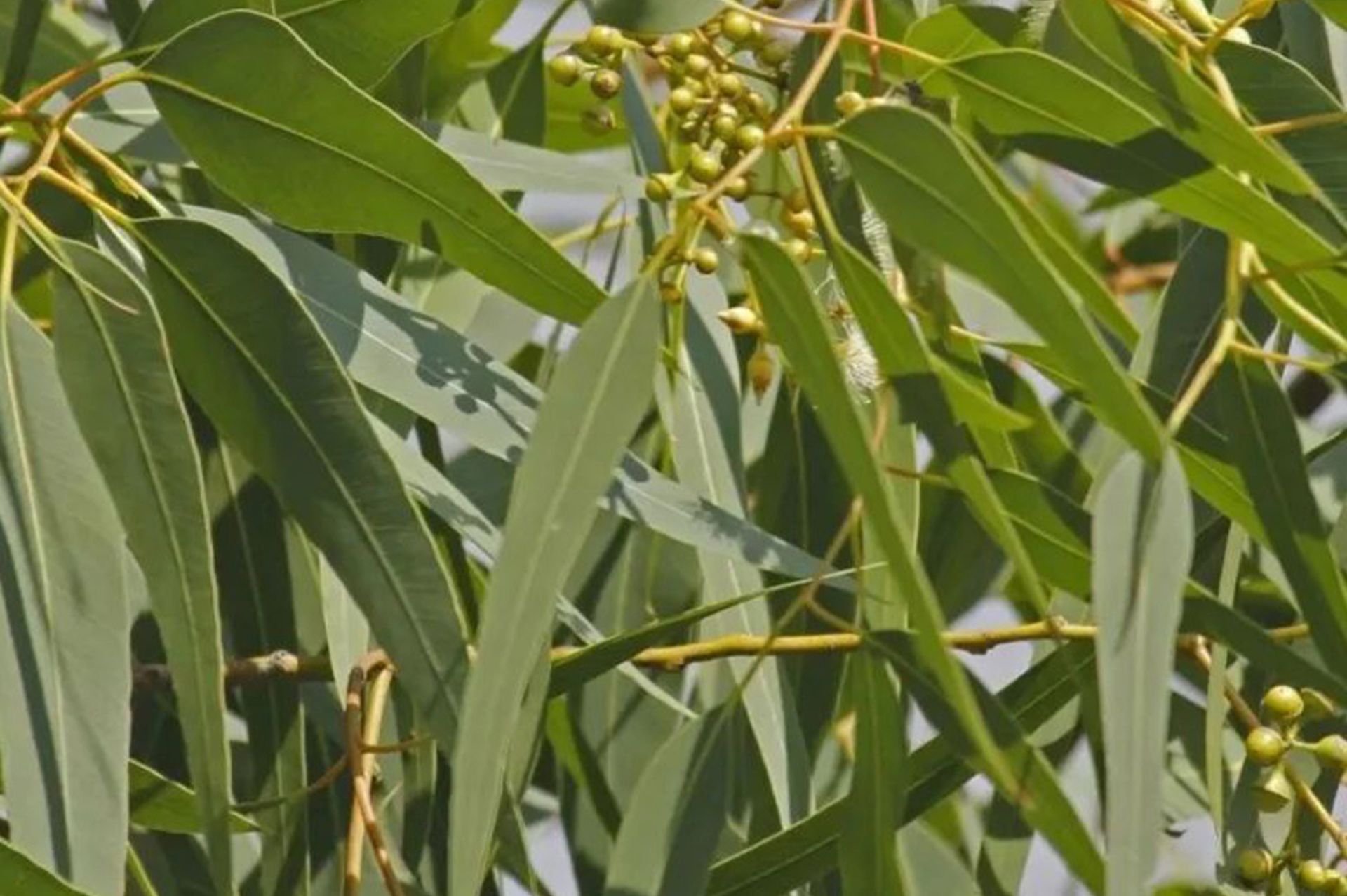 原料介绍｜澳洲尤加利 (Eucalyptus australia) - 樸真精油专家