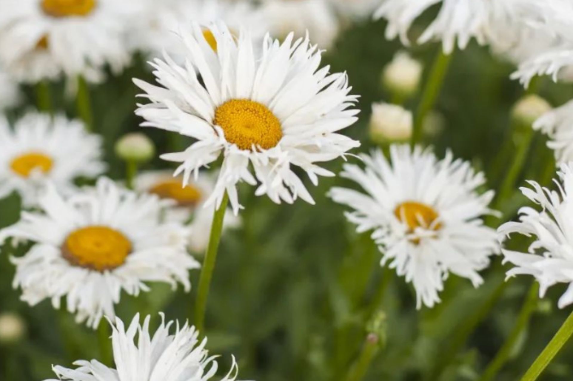 原料介绍｜摩洛哥野洋甘菊 (Chamomile wild) - 樸真精油专家