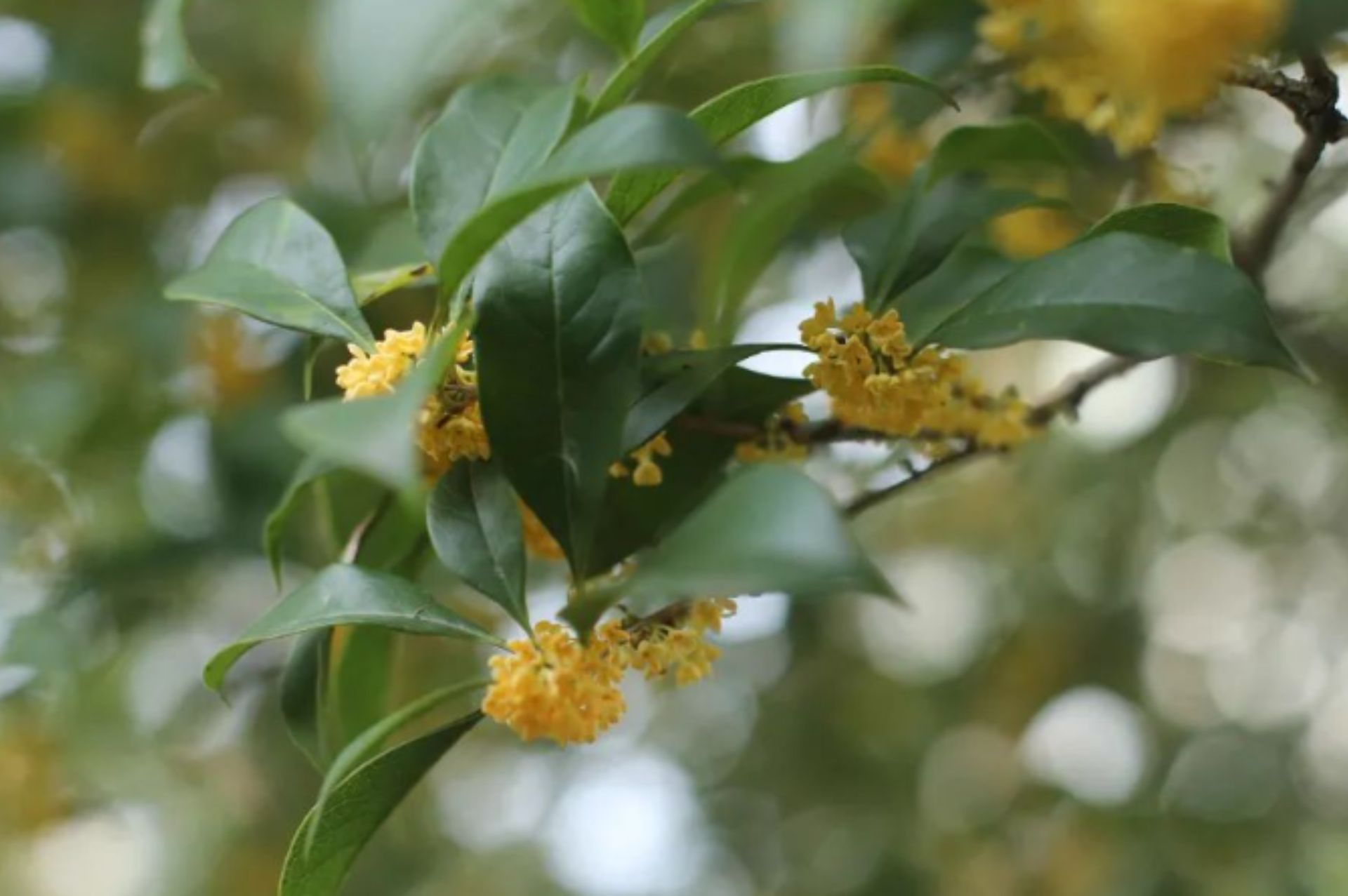 原料介绍｜桂花 (Osmanthus) - 樸真精油专家