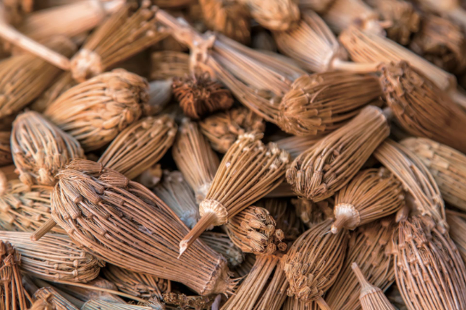 原料介绍｜阿密茴 (Khella) - 樸真精油专家